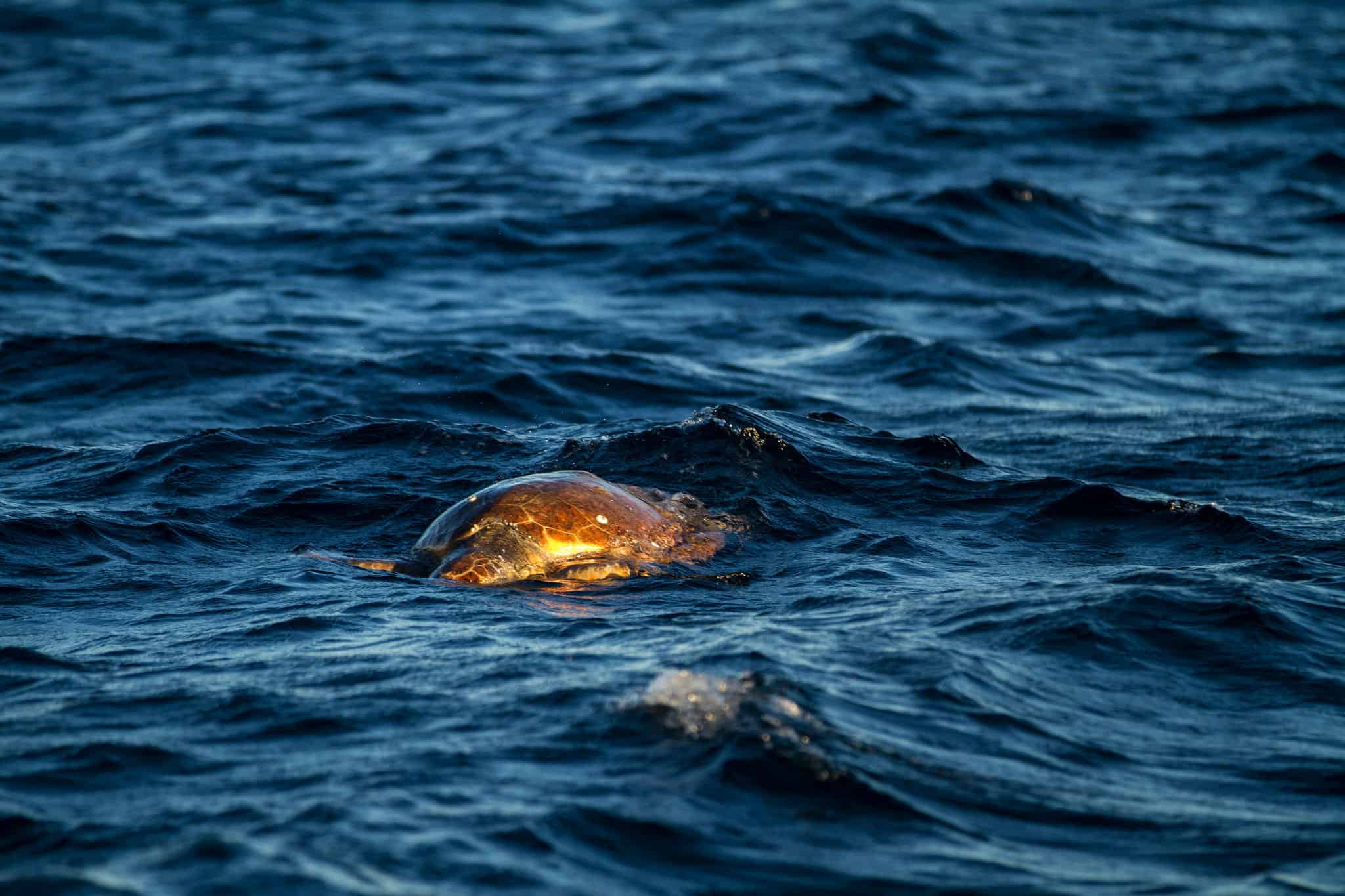 AMCS missing the boat on sea turtle interactions - Tuna Australia