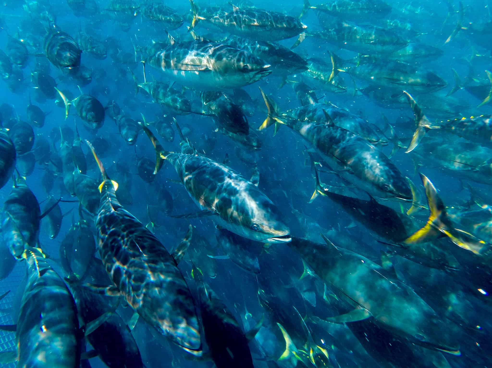 Protected waters: Fishing and conservation sectors support marine park ...