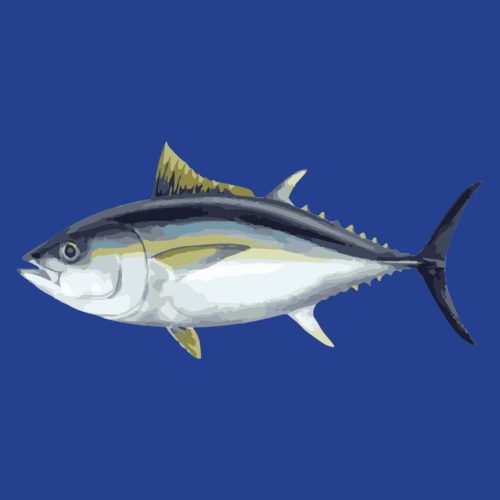Fish species - Tuna Australia