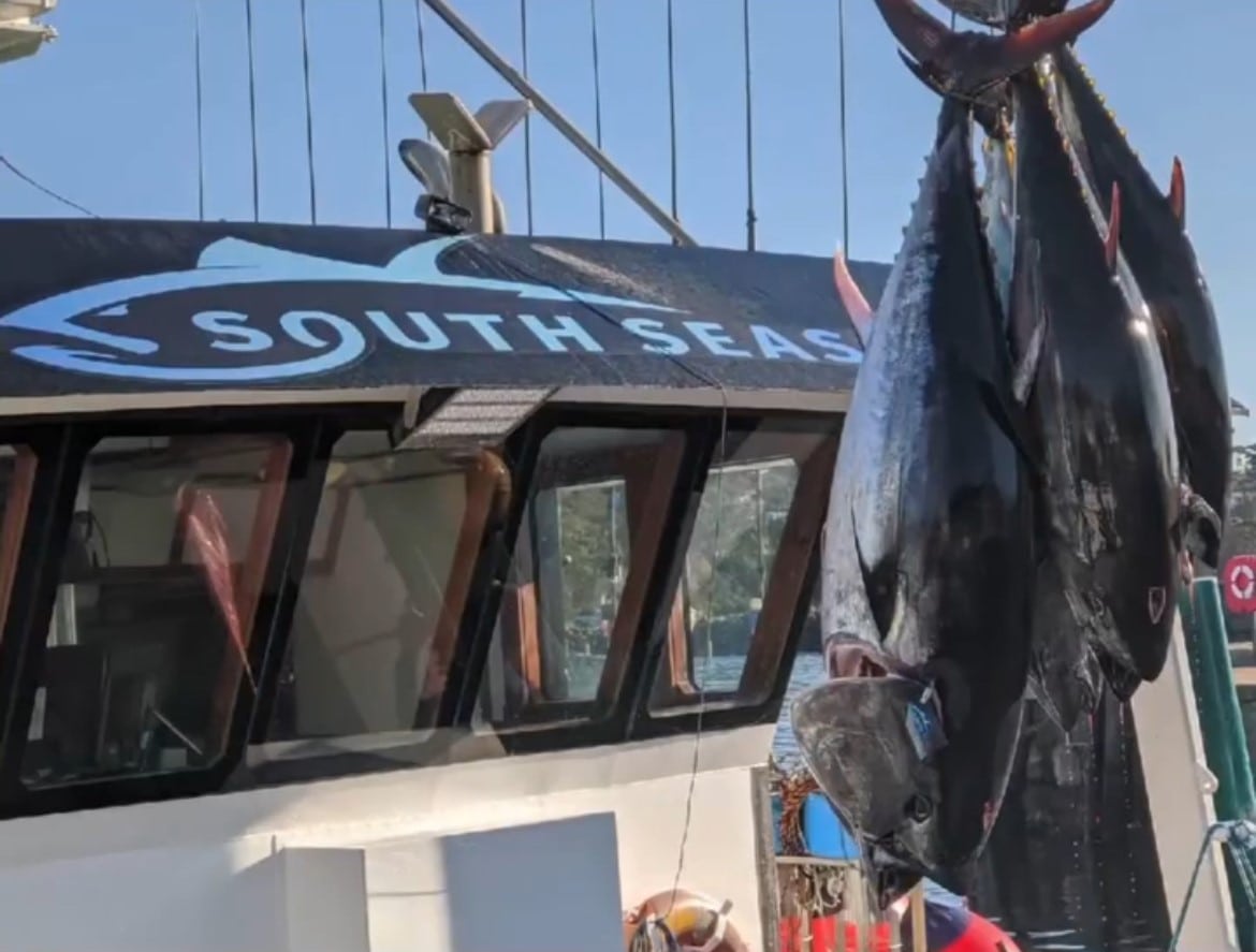 Tuna Australia drives Southern Bluefin Tuna MSC certification for ...