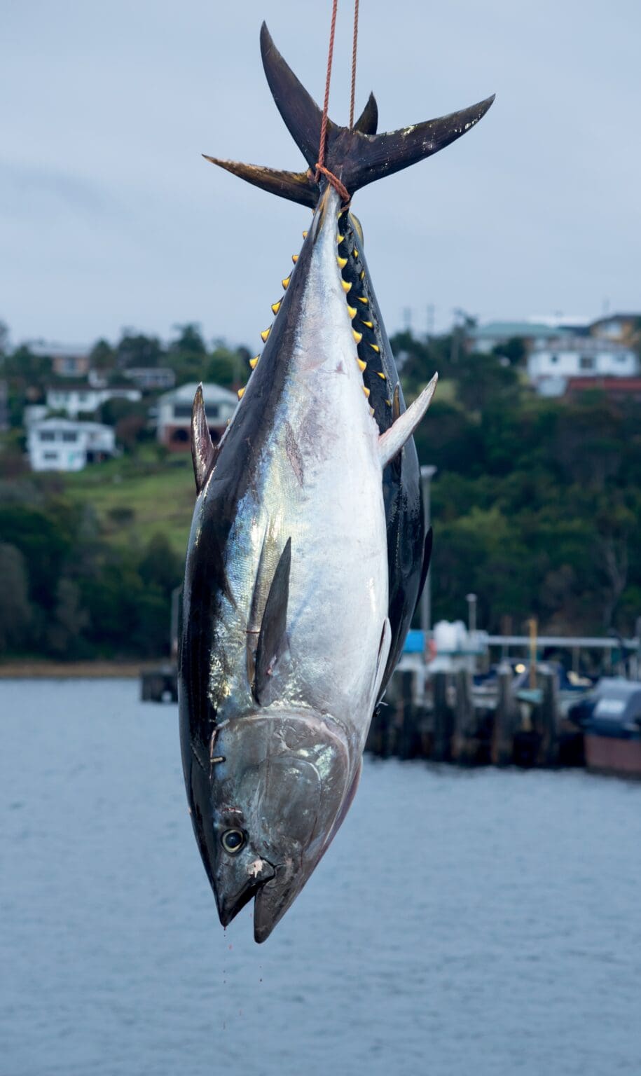 Tasman Sea triumph: Australia's Southern Bluefin Tuna fisheries secure ...