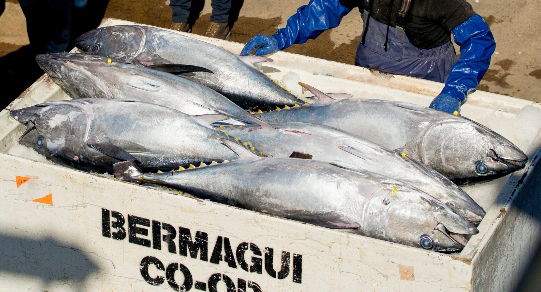 Tasman Sea triumph: Australia's Southern Bluefin Tuna fisheries secure ...
